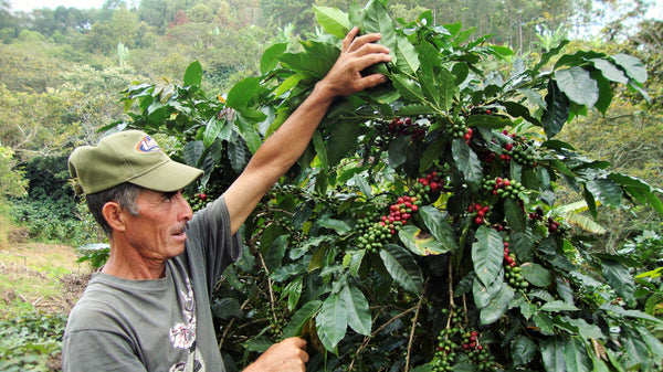 Jose Maximo "Microlot JAGUAR" – Caribe Coffee Co.®